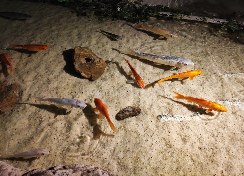 Decorative Orange Fish Swim in the Clear Water of the Aquarium Stock ...