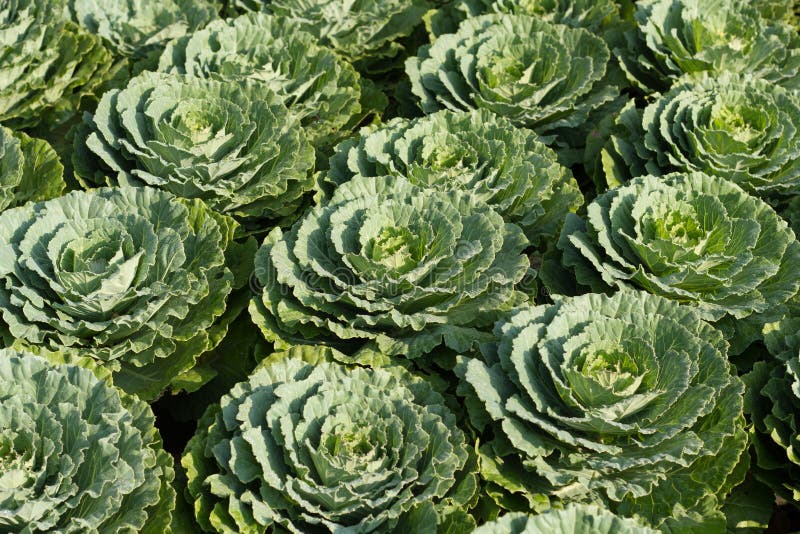 Decorative Ornamental Cabbage Roses. Stock Photo - Image of frilly ...