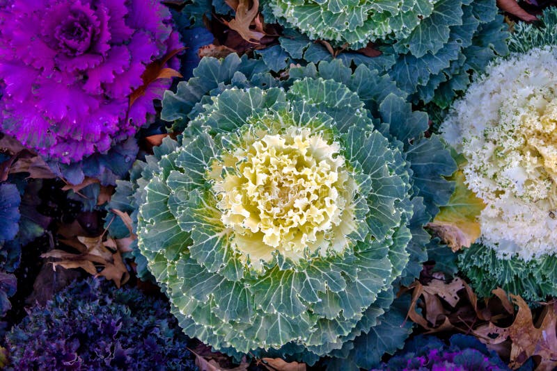 Decorative ornamental kale stock image. Image of oleracea - 88844829