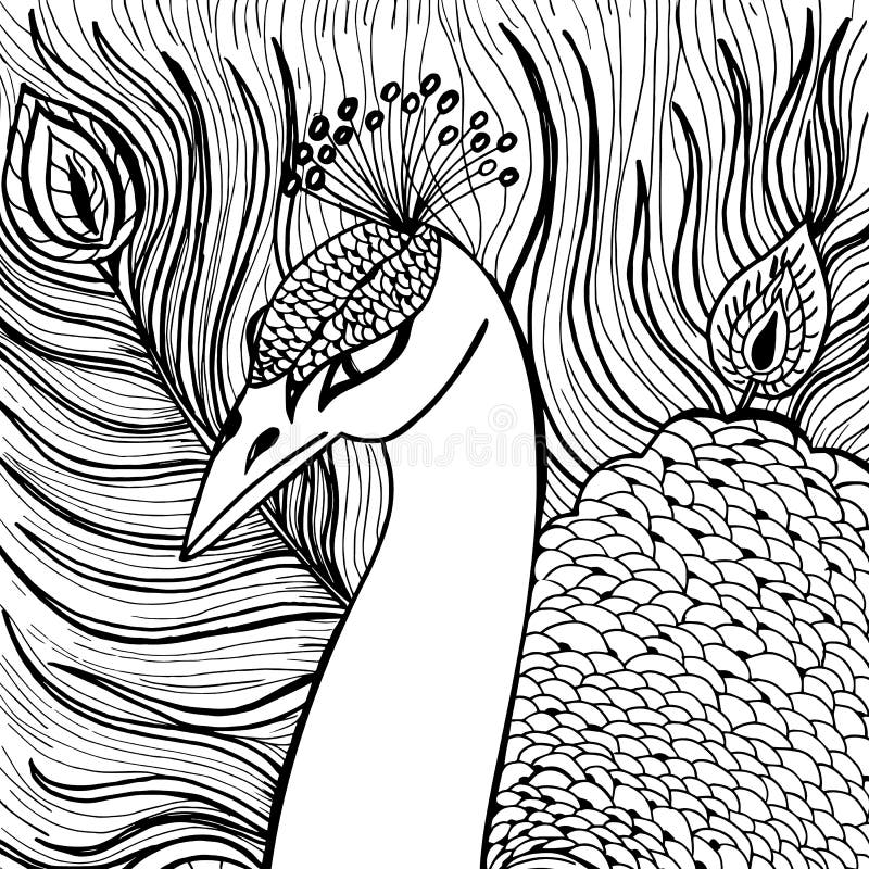 Decorative Ornamental Peacock Stock Vector Illustration Of Curve