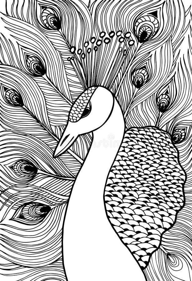 Decorative Ornamental Peacock Stock Vector Illustration Of Curve