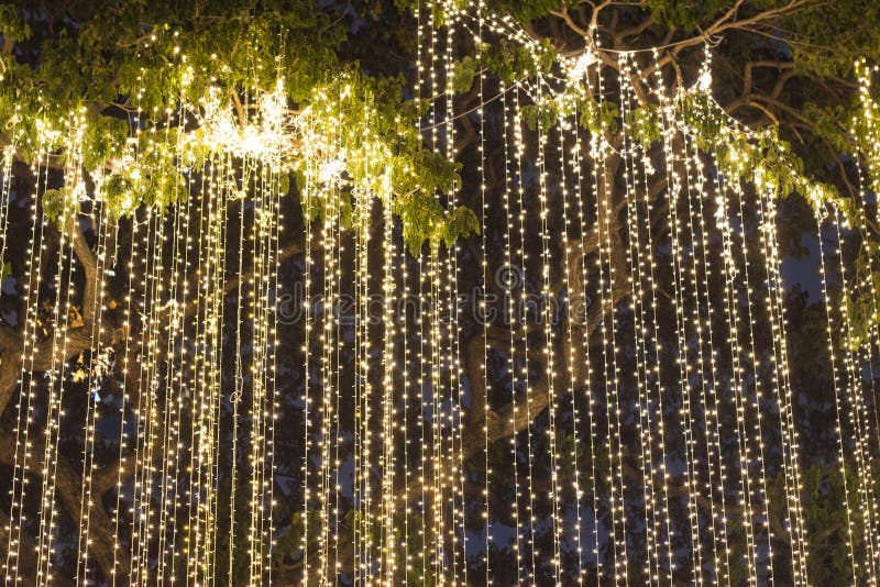 Decorative Outdoor String Lights Hanging on Tree in the Garden at Night ...