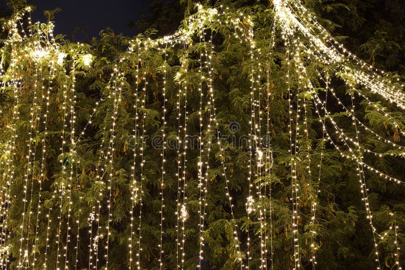 Decorative Outdoor String Lights Hanging on Tree in the Garden at Night ...