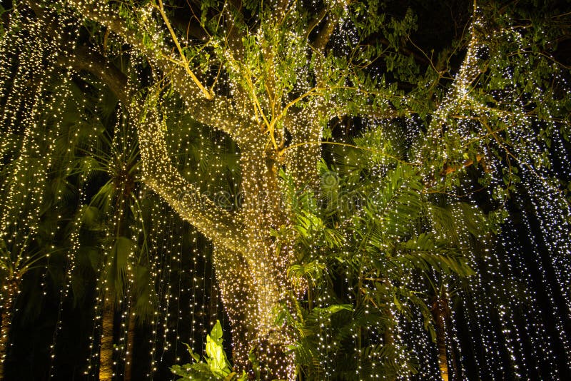Decorative Outdoor String Lights Hanging on Tree in the Garden at Night ...