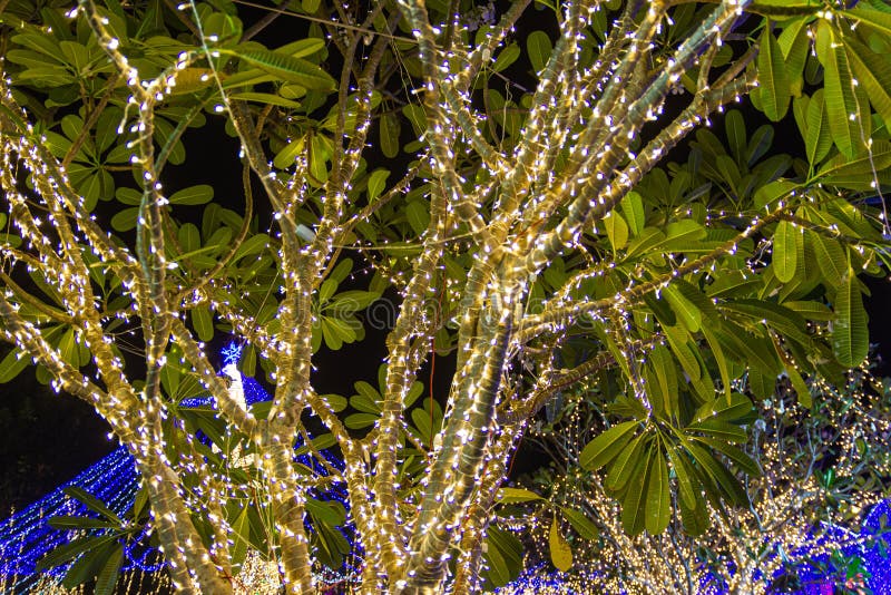 Decorative Outdoor String Lights Hanging on Tree in the Garden at Night ...