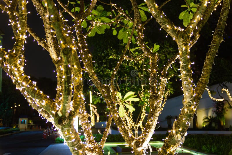 Decorative Outdoor String Lights Hanging on Tree in the Garden at Night ...