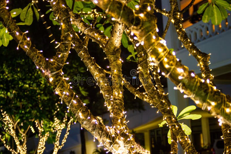 Decorative Outdoor String Lights Hanging on Tree in the Garden at Night ...