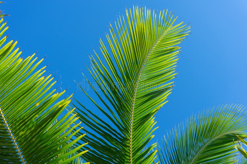 Decorative palm tree stock photo. Image of beauty, relax - 174486894
