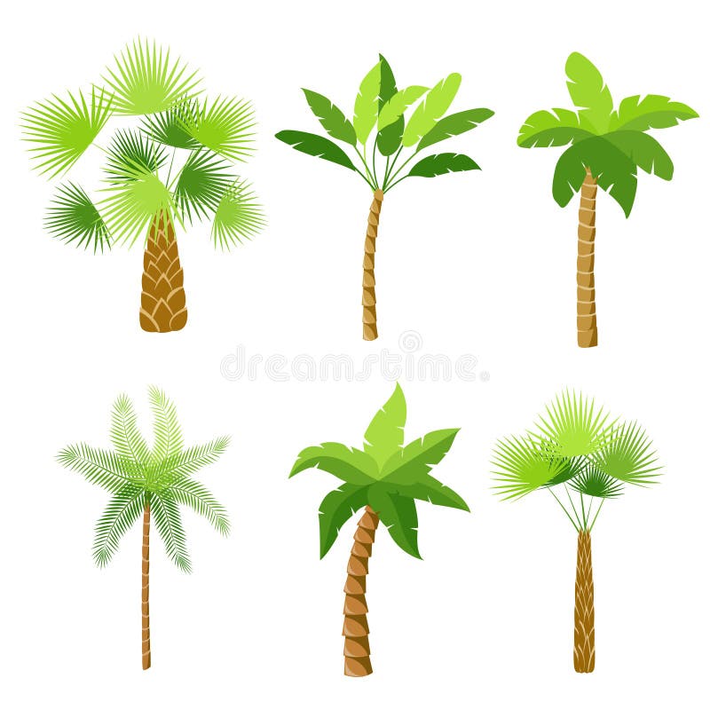 Set of Various Palm Trees. Vector Stock Vector - Illustration of ...