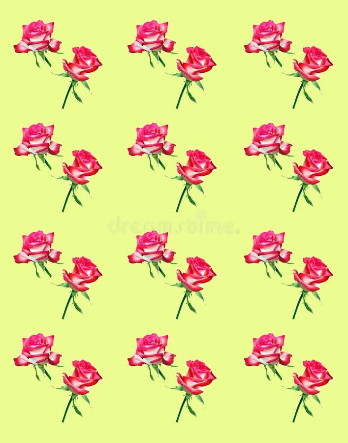 Decorative Pattern of Bright Pink Roses Stock Illustration ...
