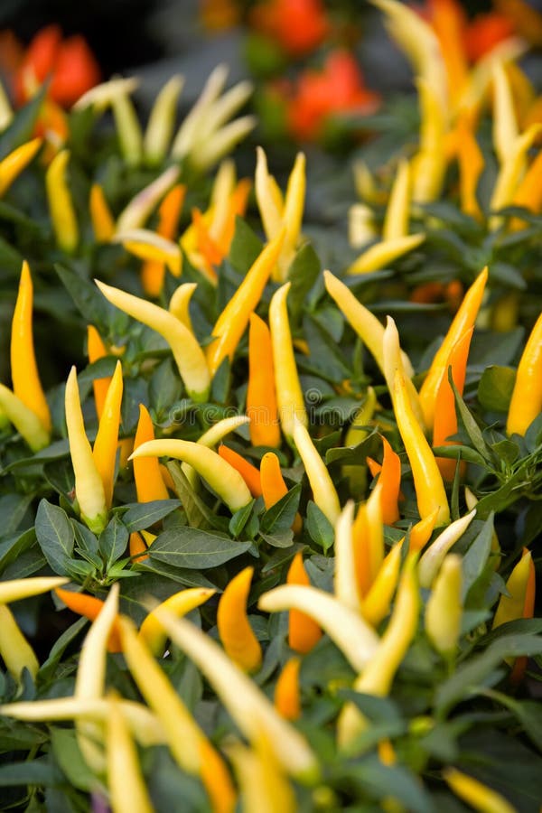 Purple and Gold Ornamental Peppers Stock Photo - Image of vibrant ...
