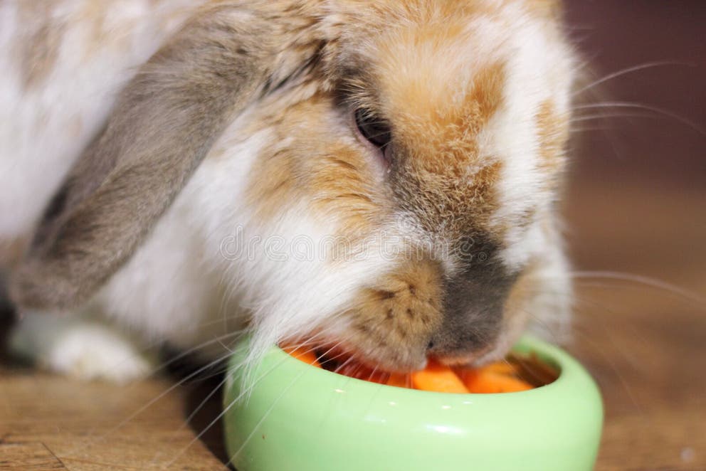 Decorative pet rabbit stock photo. Image of carotene - 65369298