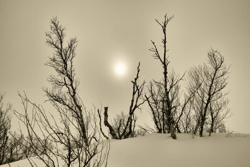 Winter Landscape in a Diffuse and Mystical Light in Sepia Stock Photo ...