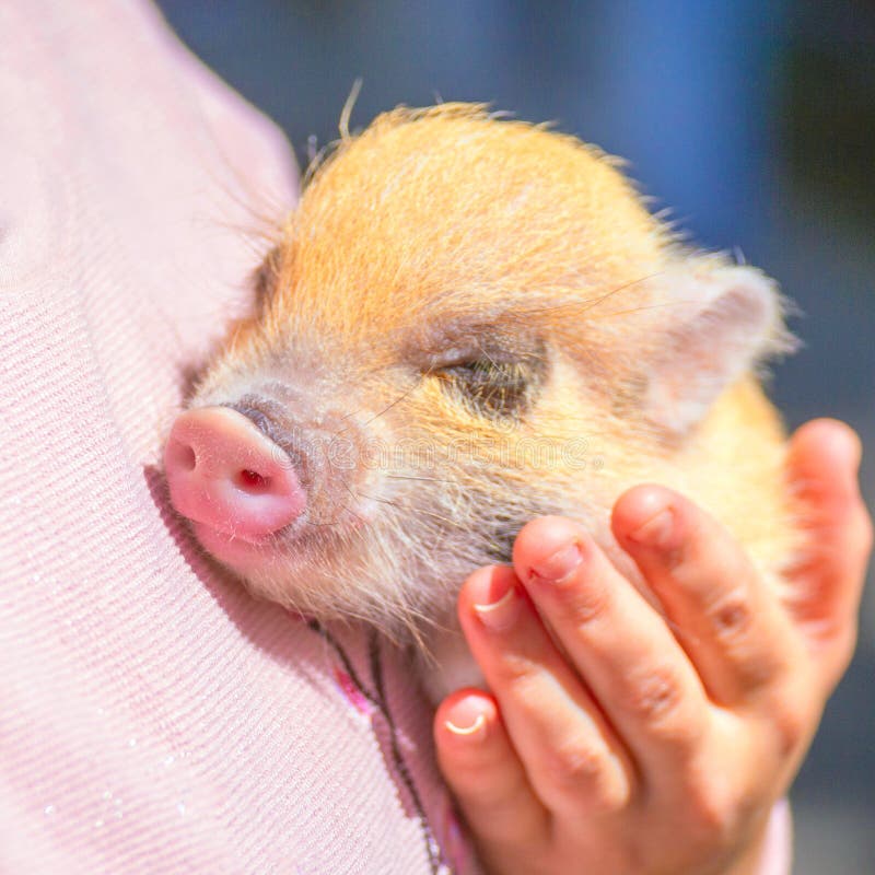 Decorative Pig on the Hands of the Hostess. Stock Photo - Image of mini ...