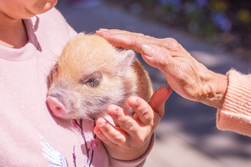 Decorative Pig on the Hands of the Hostess. Stock Photo - Image of mini ...