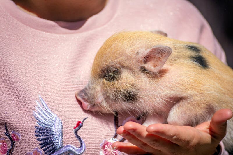 Decorative Pig on the Hands of the Hostess Stock Photo - Image of care ...