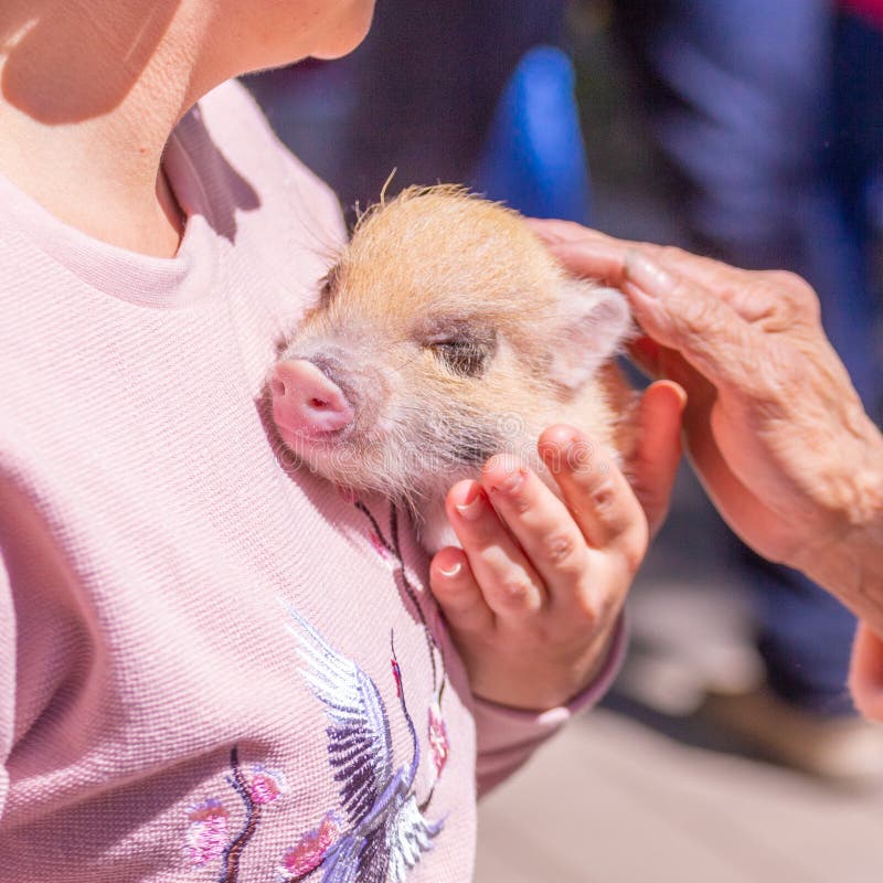Decorative Pig in the Hands of the Hostess Stock Photo - Image of child ...