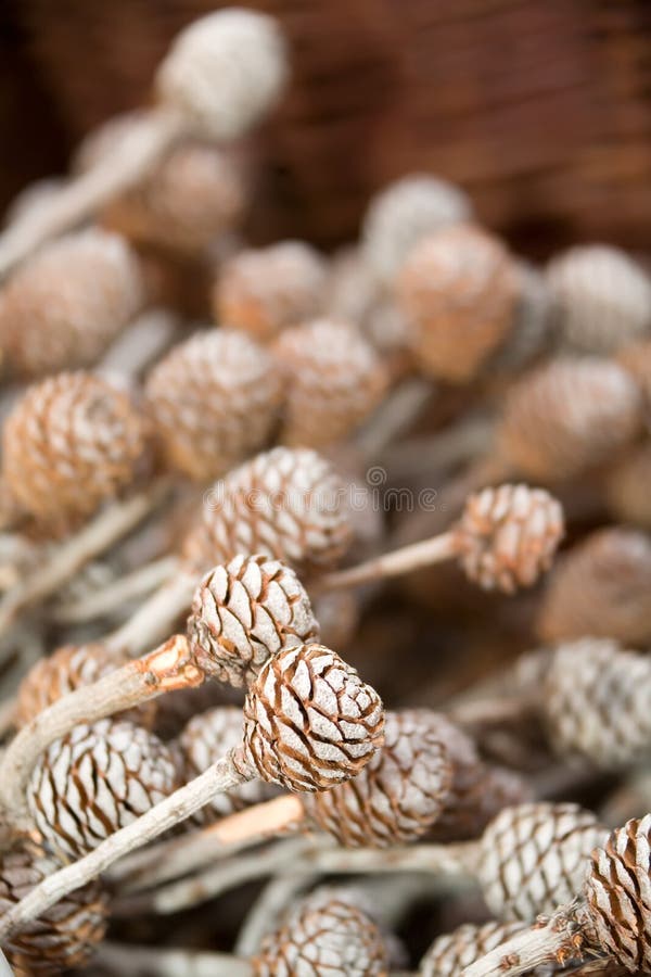 1+ Pine tree pine corns Free Stock Photos - StockFreeImages
