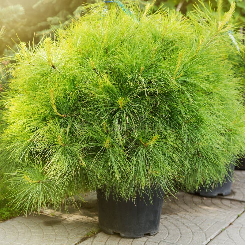 Decorative Pine in a Pot Ready for Sale, Tree in a Nursery Stock Photo ...