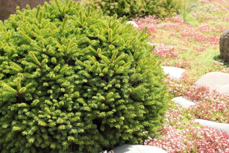 Decorative pine stock photo. Image of forest, green, christmas - 43659152