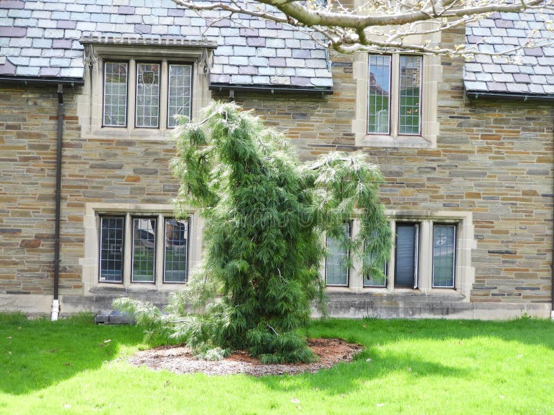 Decorative Pine Tree in Front of Stone Hall on Cornell Campus Stock ...