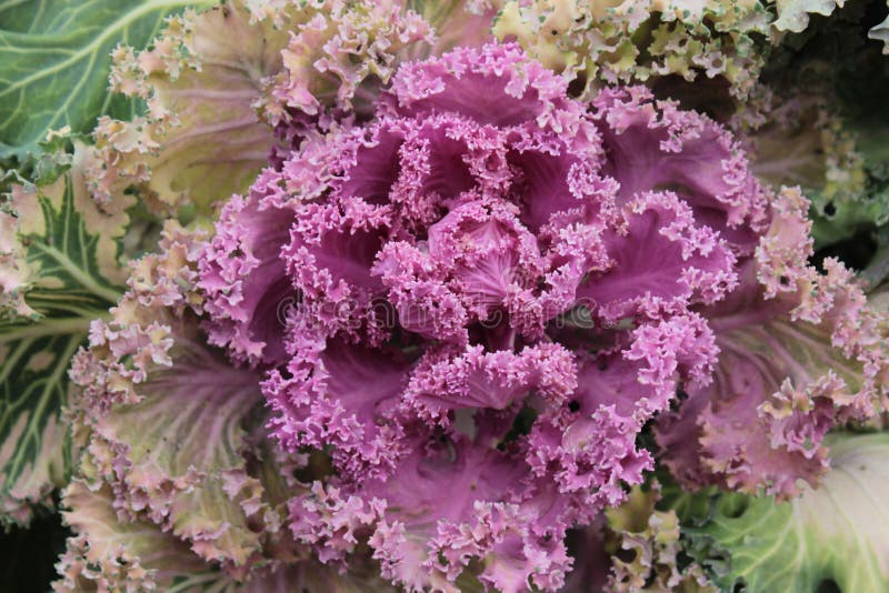 Decorative Pink Cabbage, on a Bed in the Garden. Stock Image - Image of ...