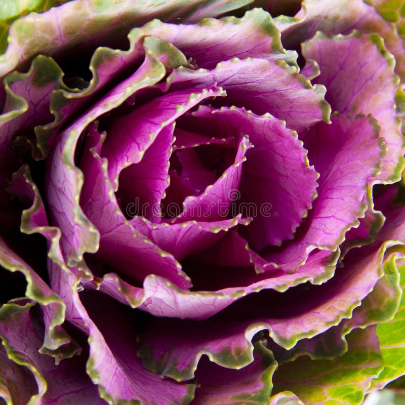 Decorative pink cabbage stock photo. Image of food, flora - 50285138
