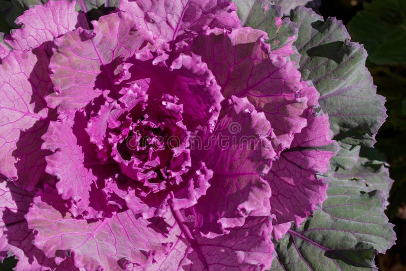 Decorative pink cabbage stock image. Image of diet, garden - 160825307