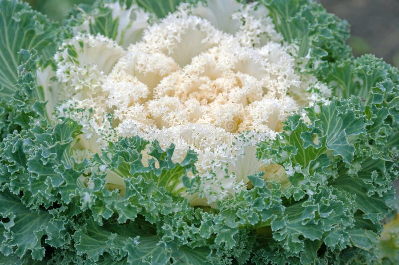 Decorative Pink Cabbage Flower Stock Photo - Image of ornamental ...