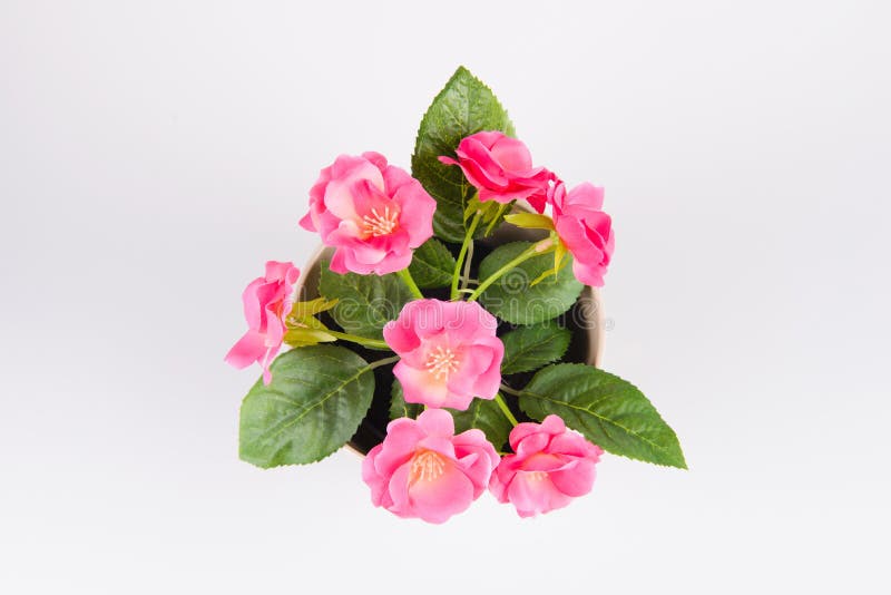 Decorative Pink Flower Pot stock image. Image of small - 66453629
