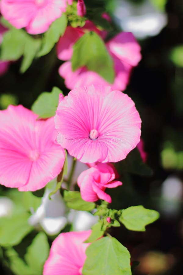 Decorative pink flowers stock image. Image of botany - 42649983