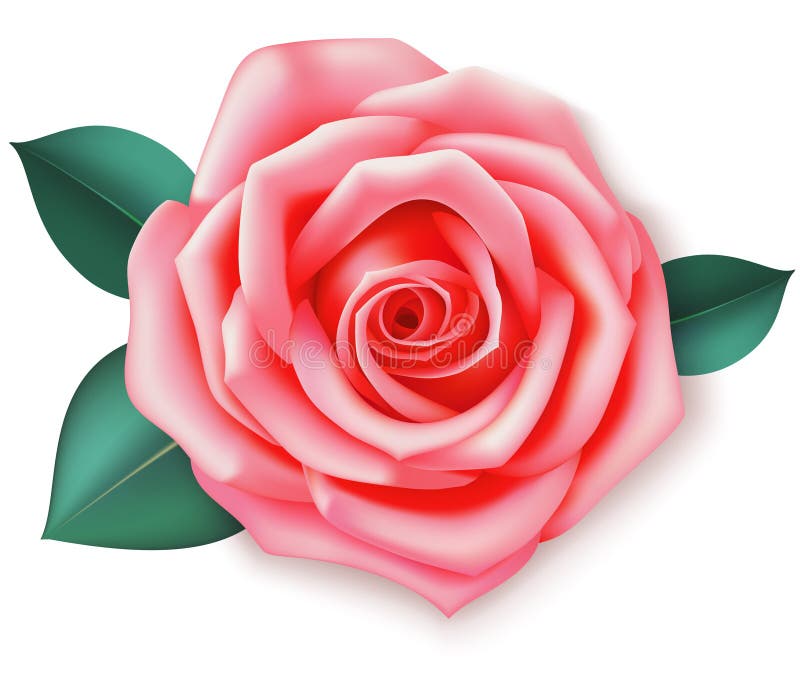 Decorative Pink Rose with Leaves. Vector Rose Isolated on White. Top ...