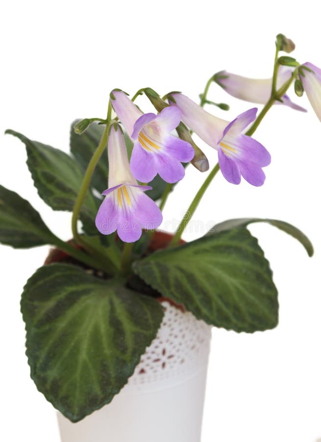 Decorative plant Chirita stock photo. Image of natural - 87989014