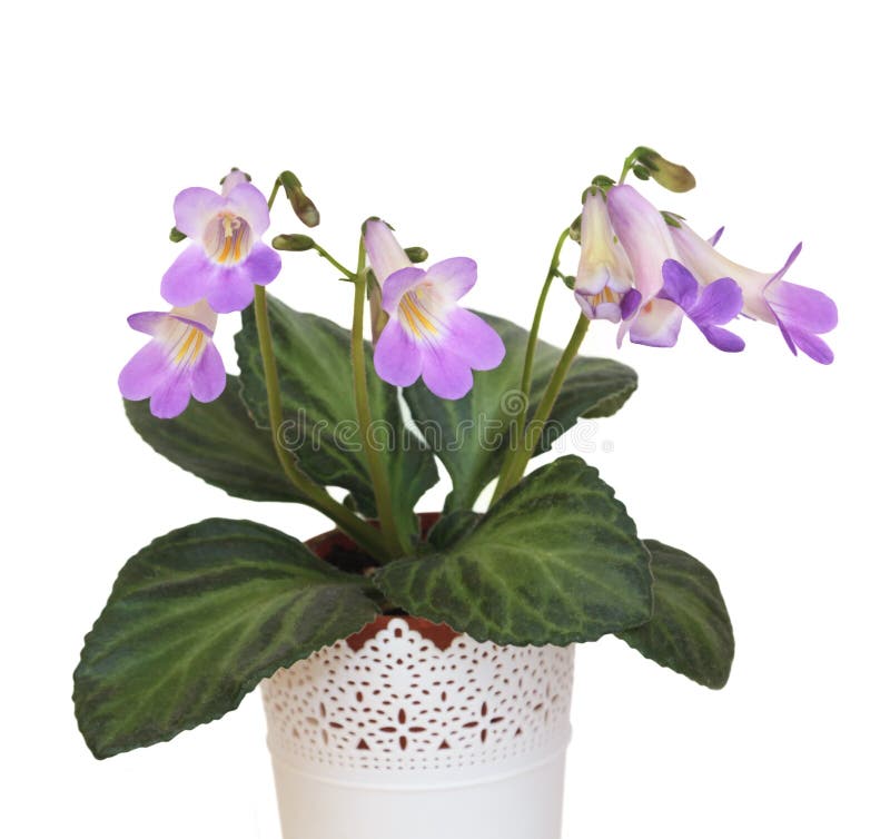 Decorative plant Chirita stock photo. Image of natural - 87989014