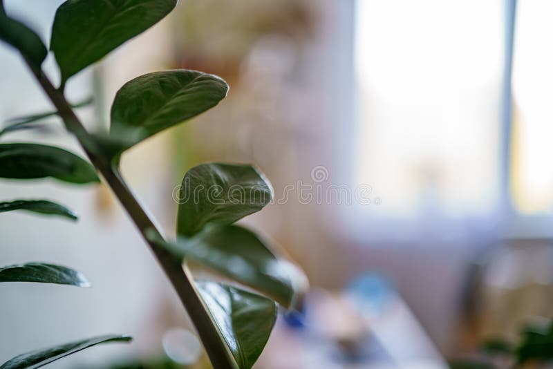 Plant details stock photo. Image of saltwater, coral - 11351034