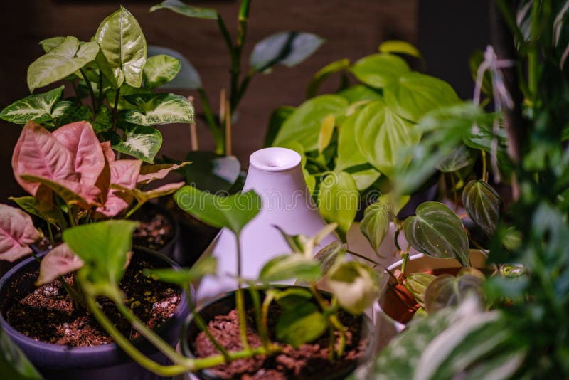 Decorative Plant Details Growing in Apartment Stock Photo - Image of ...