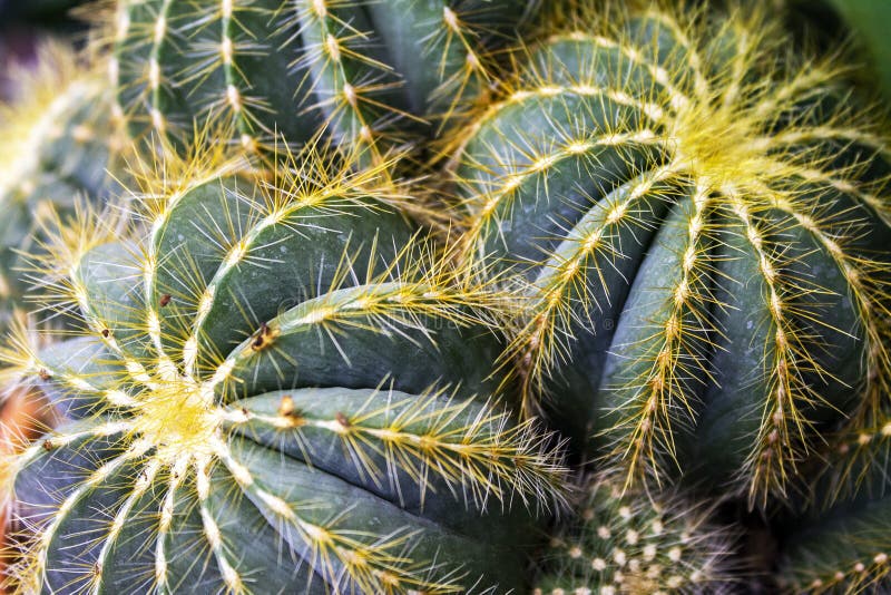 Decorative Plant Notocactus Stock Image - Image of macro, houseplant ...