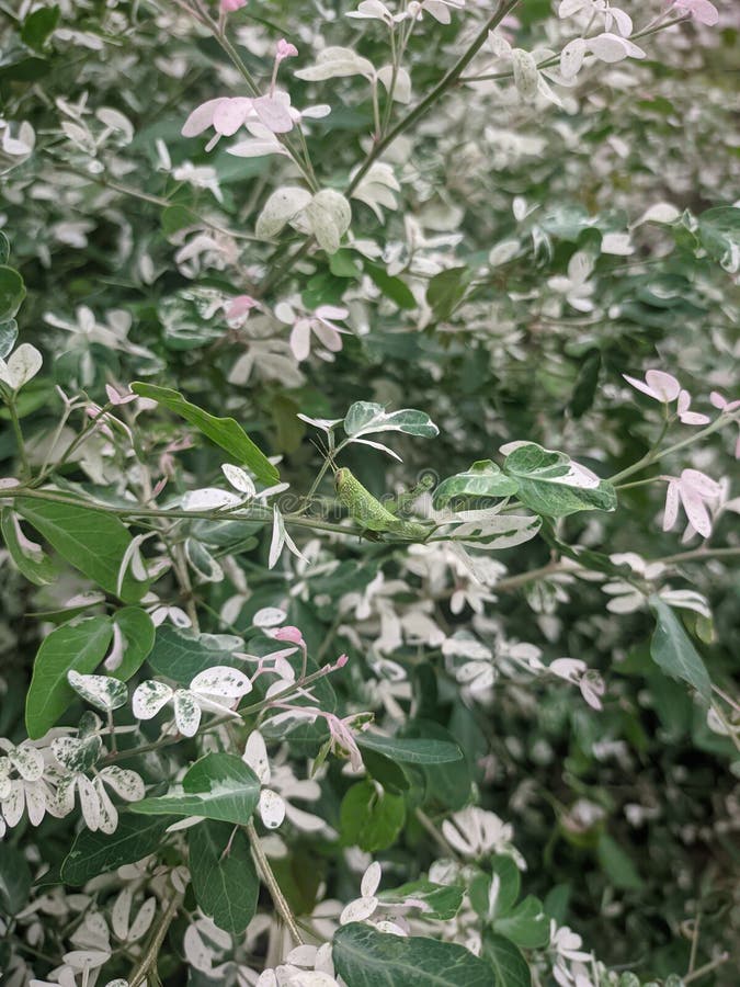 Decorative Plant Photography Background Image Stock Photo - Image of ...