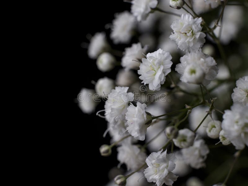 Decorative Plant with White Flowers Stock Photo - Image of macro ...