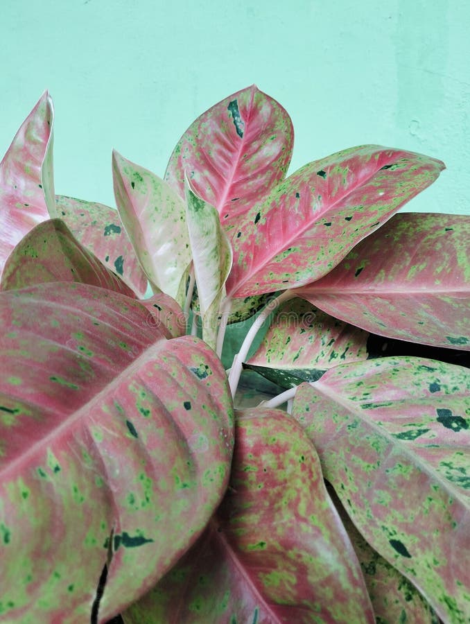 Decorative Plants Anglonema Indonesia Stock Photo - Image of anglonema ...