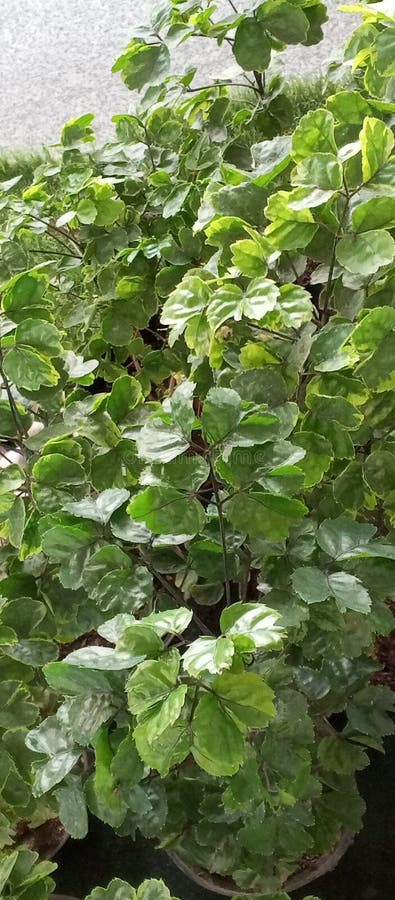 Decorative Plants in the Garden , Nice To See Greenery Stock Photo ...
