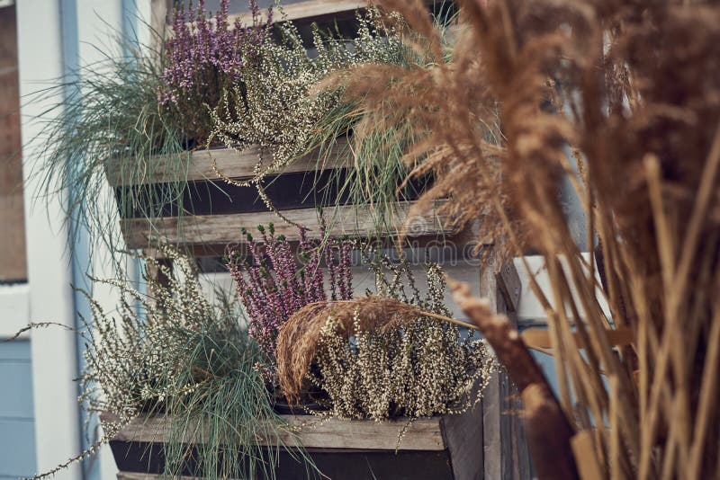 Decorative Plants in the Garden Shop Stock Image - Image of rustic ...