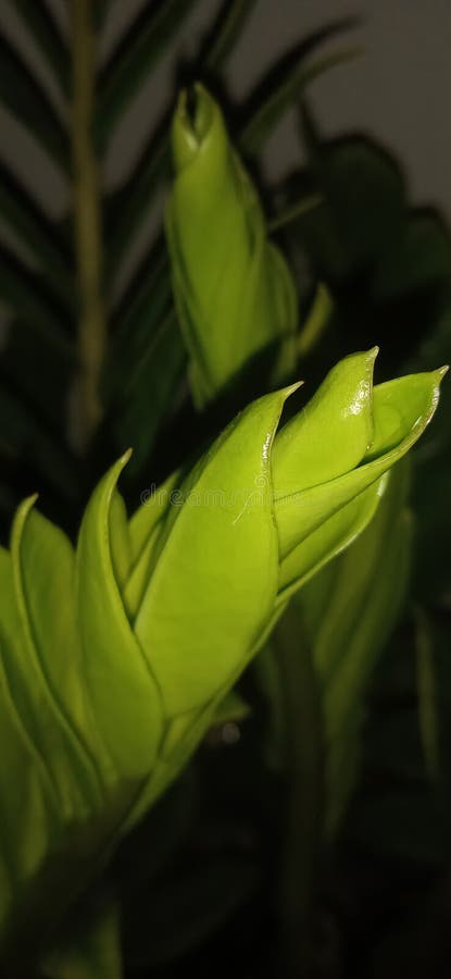 Decorative Plants Green World Beautiful Stock Image - Image of world ...