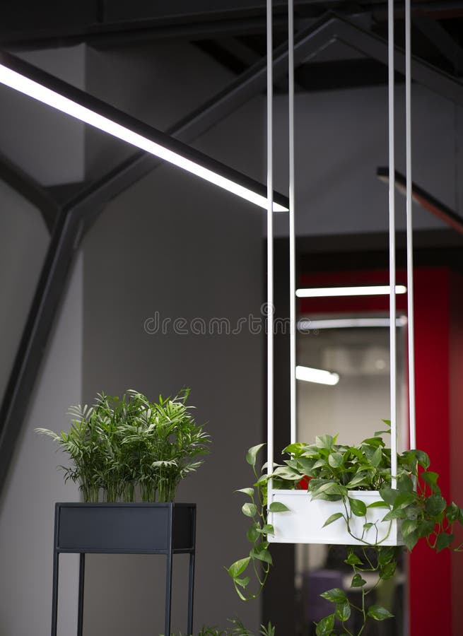 Decorative Plants in Modern Pots Decorating Office Interior Stock Image ...