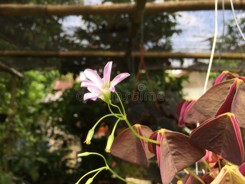 Oxalis triangularis stock image. Image of blossom, green - 250533927