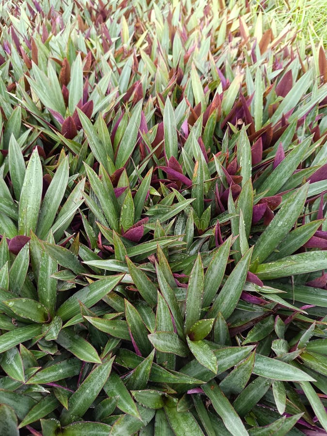 Decorative Plants stock photo. Image of spathacea, tribe - 305569940