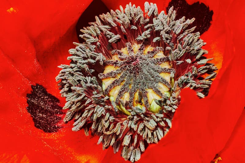Decorative poppy stock photo. Image of flora, beauty - 55731332