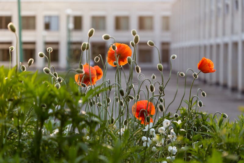 Decorative poppy flowers stock photo. Image of agriculture - 72790210