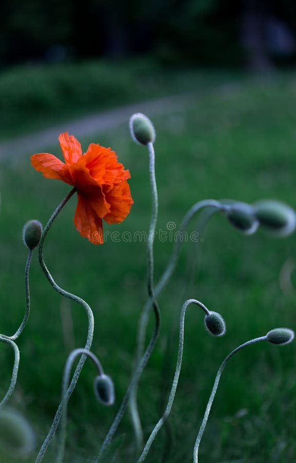 Decorative poppy flowers stock photo. Image of leafs - 72790578