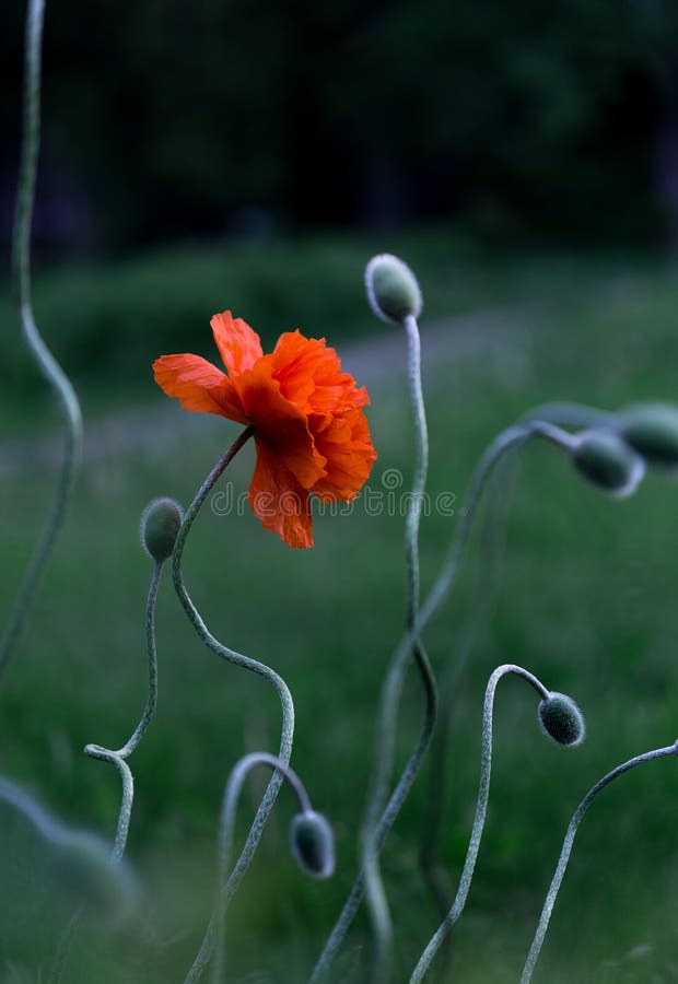 Decorative poppy flowers stock photo. Image of closeup - 72790684
